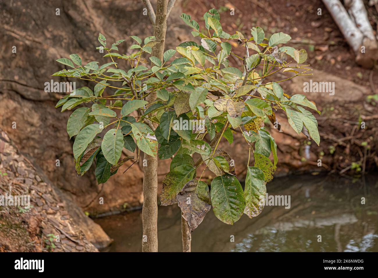 Arbre tabebuia rosea Banque de photographies et d’images à haute ...