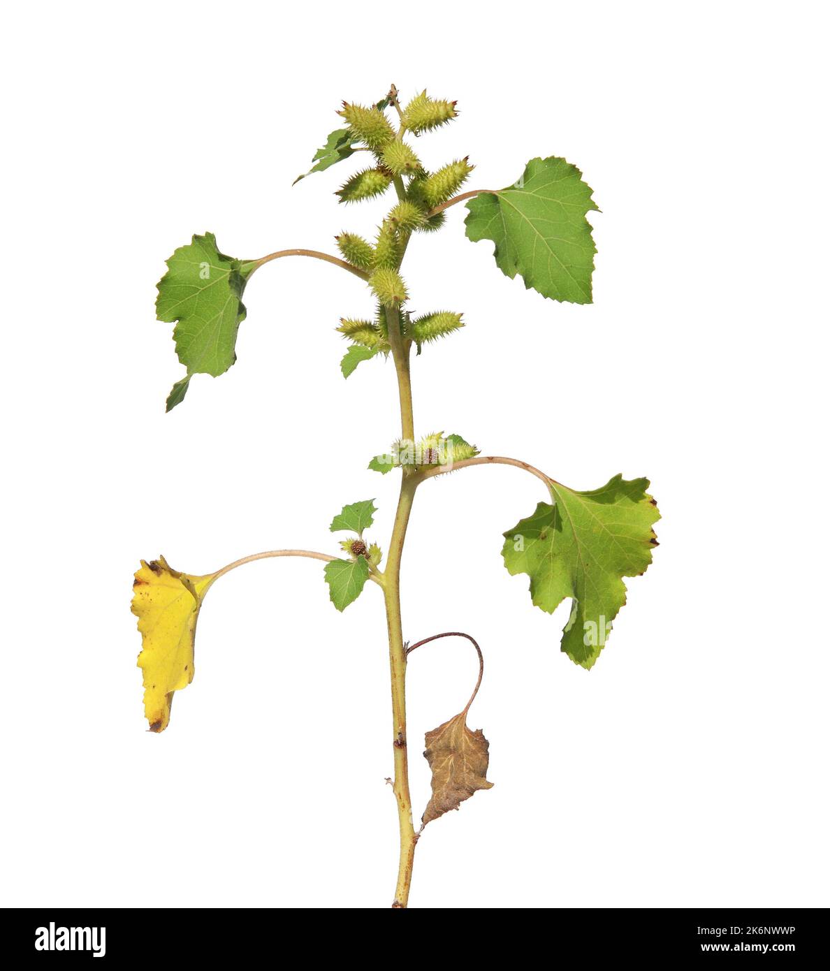Xanthium strumarium invasive weed Banque de photographies et d’images à ...