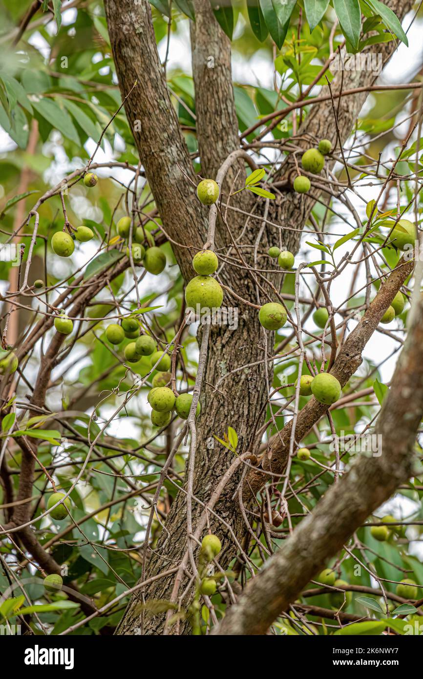 Arbre avec des fruits appelés Mangaba de l'espèce Hancornia speciosa ...