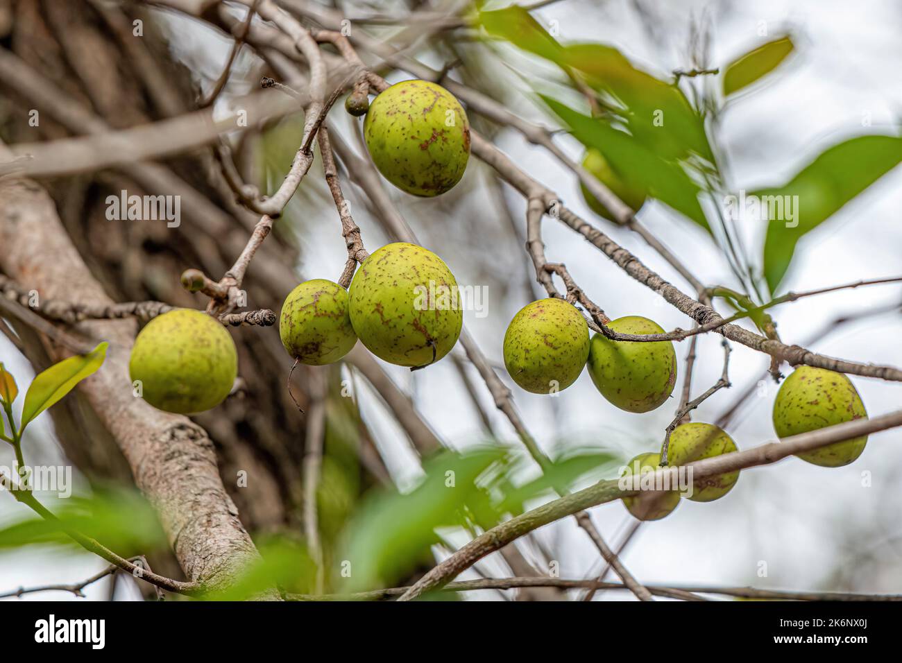 Arbre avec des fruits appelés Mangaba de l'espèce Hancornia speciosa ...