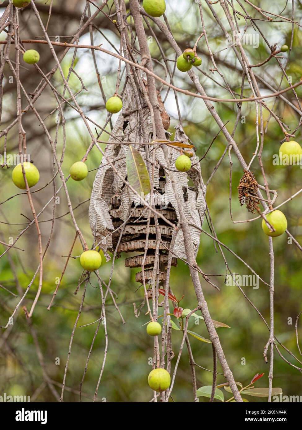 Arbre avec des fruits appelés Mangaba de l'espèce Hancornia speciosa ...