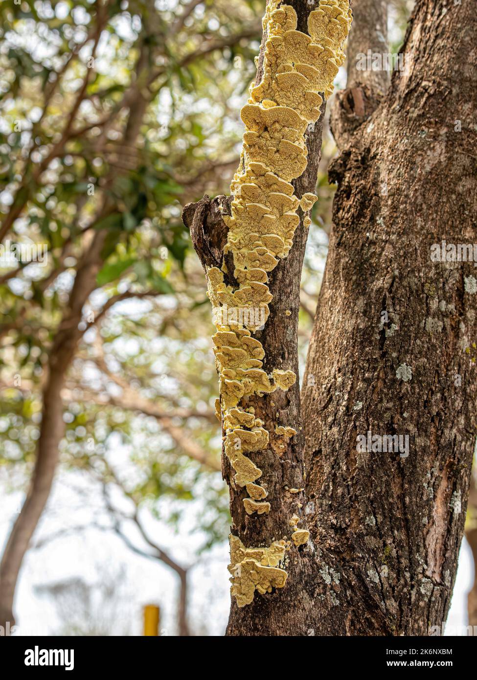 Class basidiomycetes Banque de photographies et d’images à haute ...
