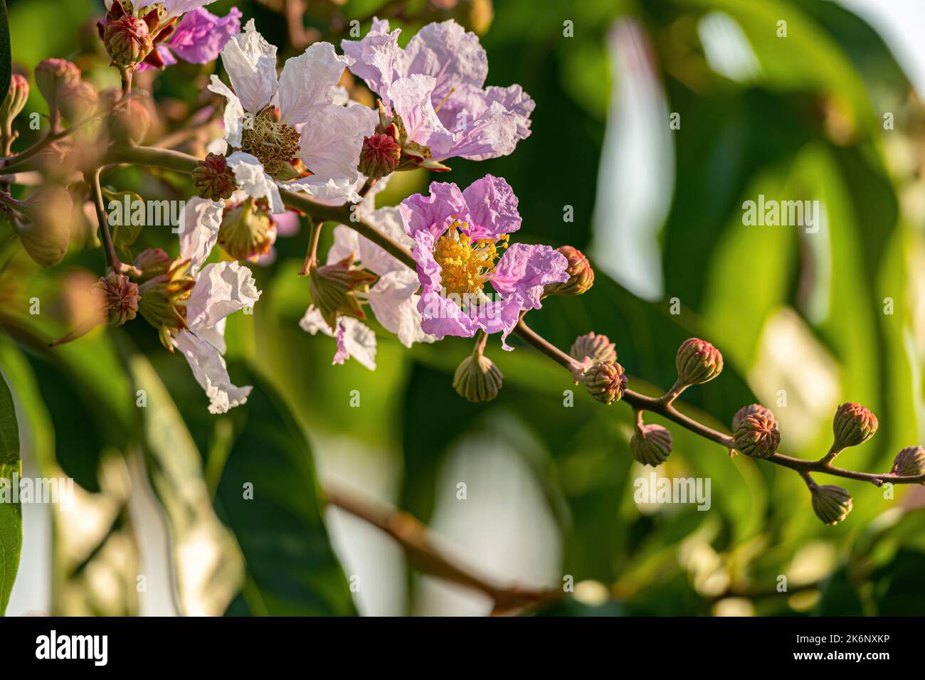 Arbre géant de colza-myrte de l'espèce Lagerstroemia speciosa Photo ...