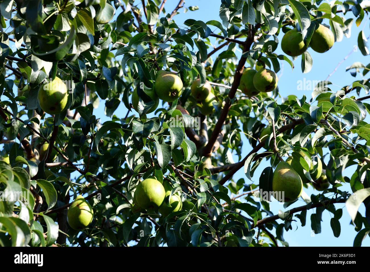 Cuisson des pommes dans le jardin Banque de photographies et d’images à ...