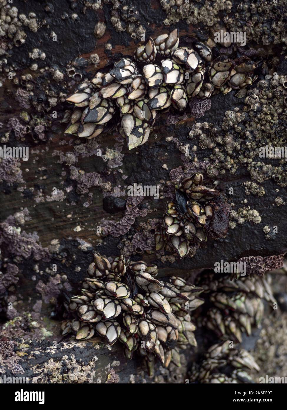 Percebes gooseneck barnacles seafood Banque de photographies et d ...