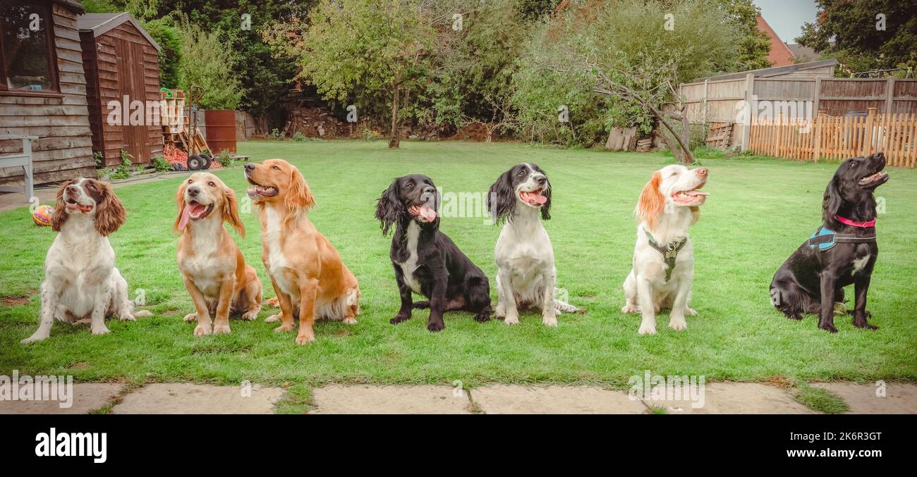 Les Springer Spaniels aiment s'amuser et cette collection d'images ...