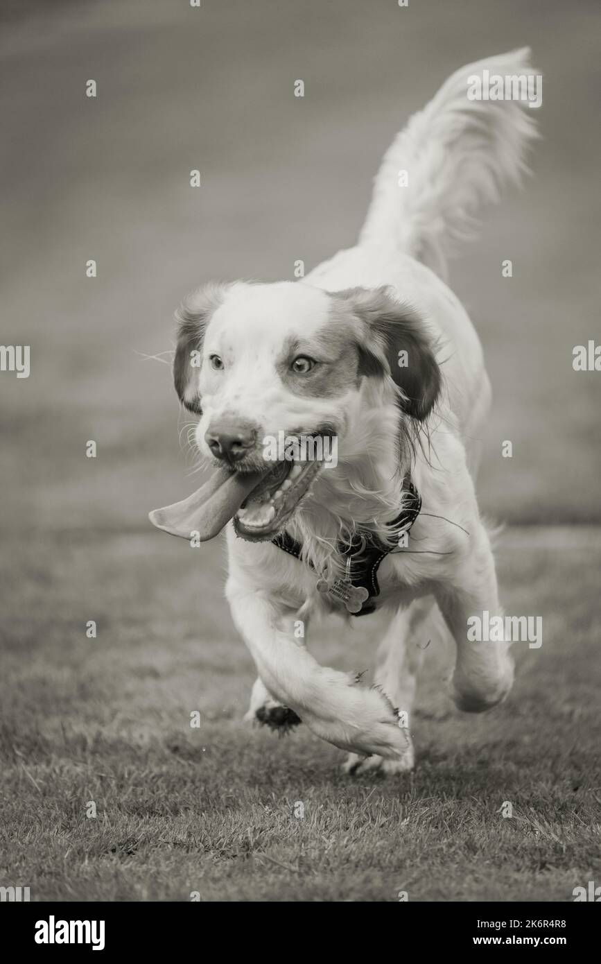 Les Springer Spaniels aiment s'amuser et cette collection d'images ...