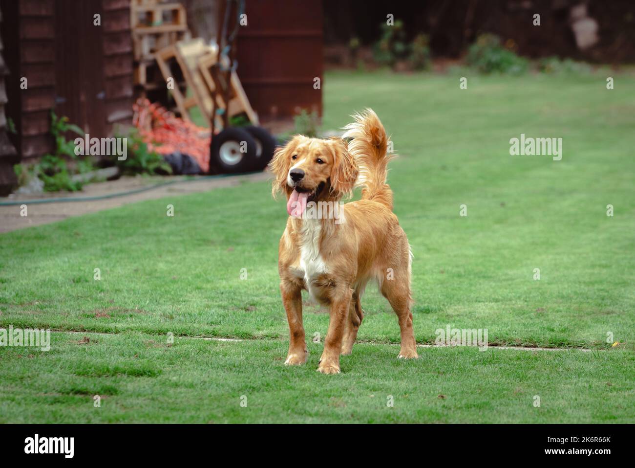Les Springer Spaniels aiment s'amuser et cette collection d'images ...