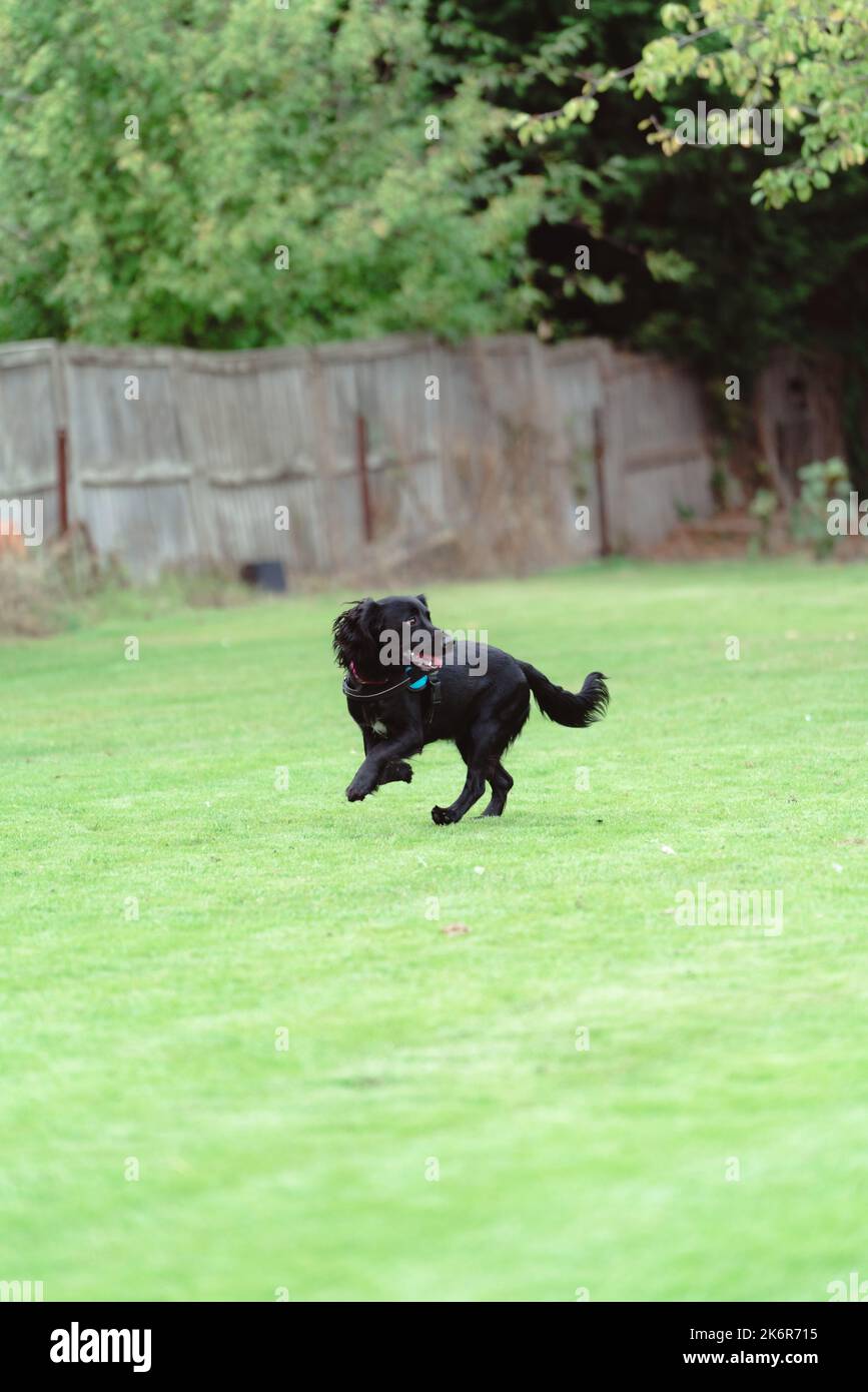 Les Springer Spaniels aiment s'amuser et cette collection d'images ...