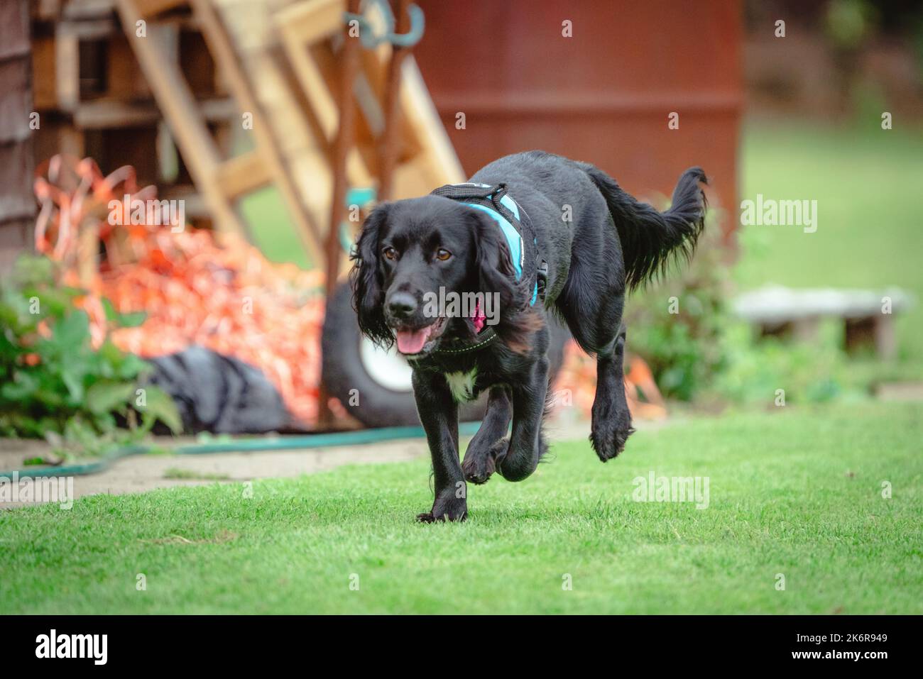 Les Springer Spaniels aiment s'amuser et cette collection d'images ...
