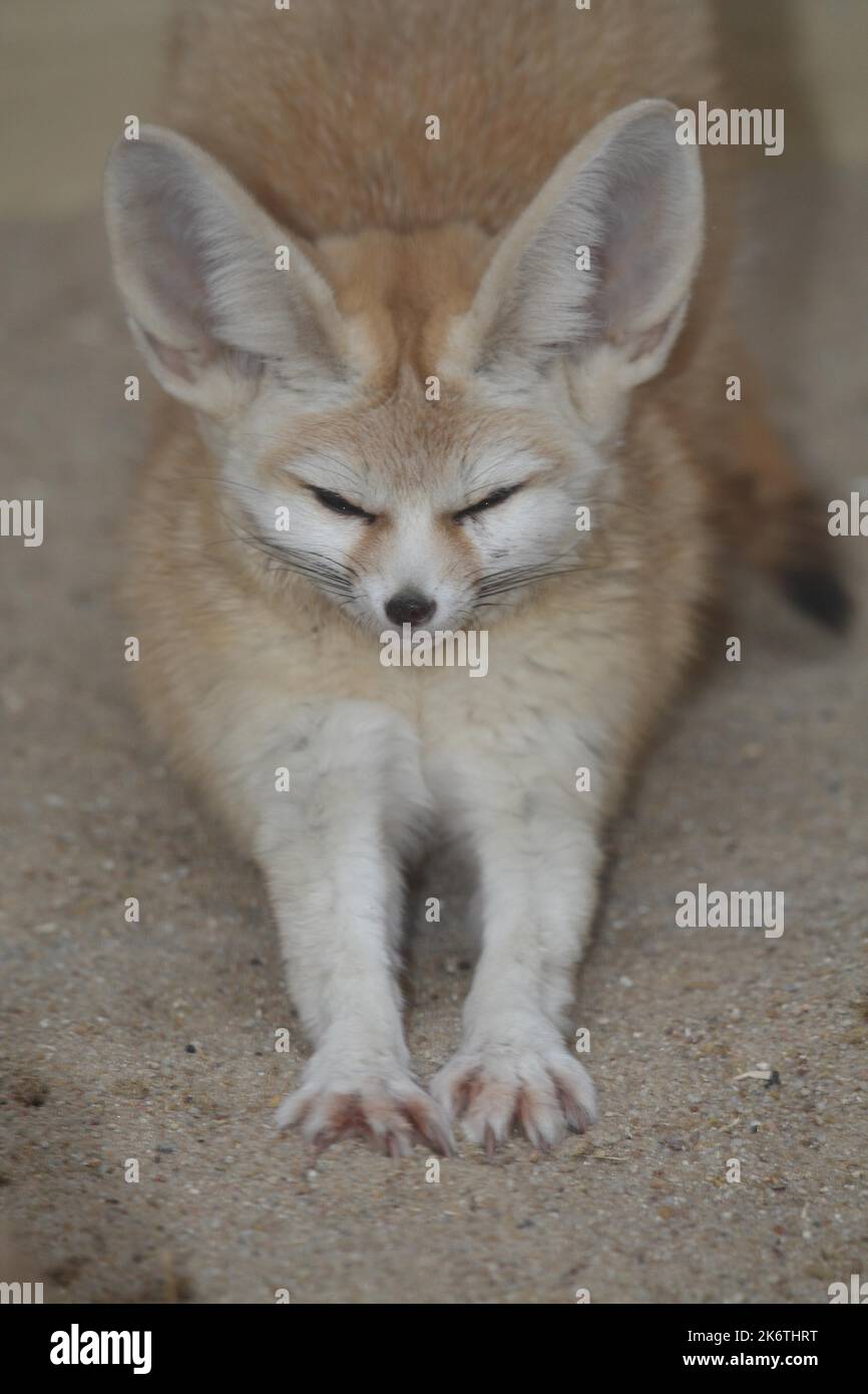 Le renard Fennek fennec (Vulpes zerda) s'étire Photo Stock - Alamy