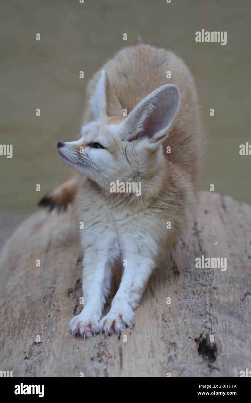 Renard africain Banque de photographies et d’images à haute résolution - Alamy