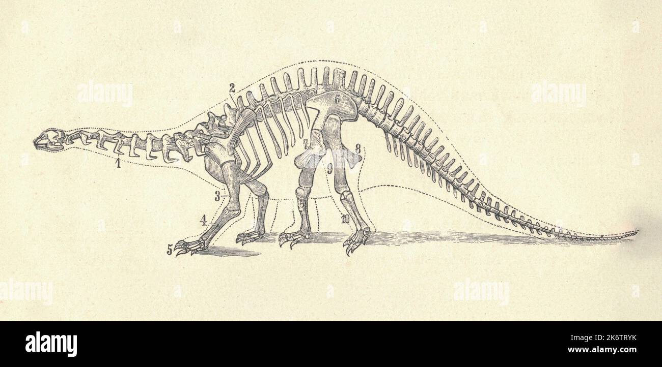 Illustration antique gravée du squelette du dinosaure. Illustration vintage du squelette du ...