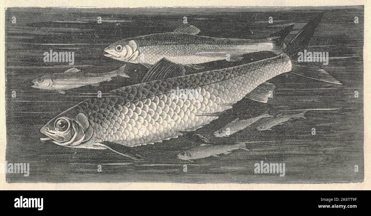 Illustration antique du hareng de l'Atlantique. Illustration ancienne ...