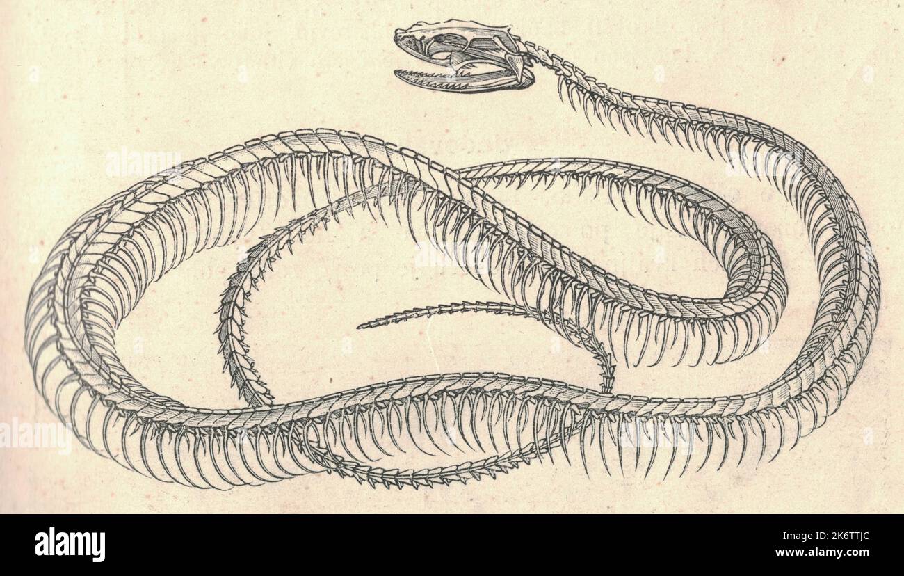 Illustration antique gravée du squelette du serpent d'herbe ...