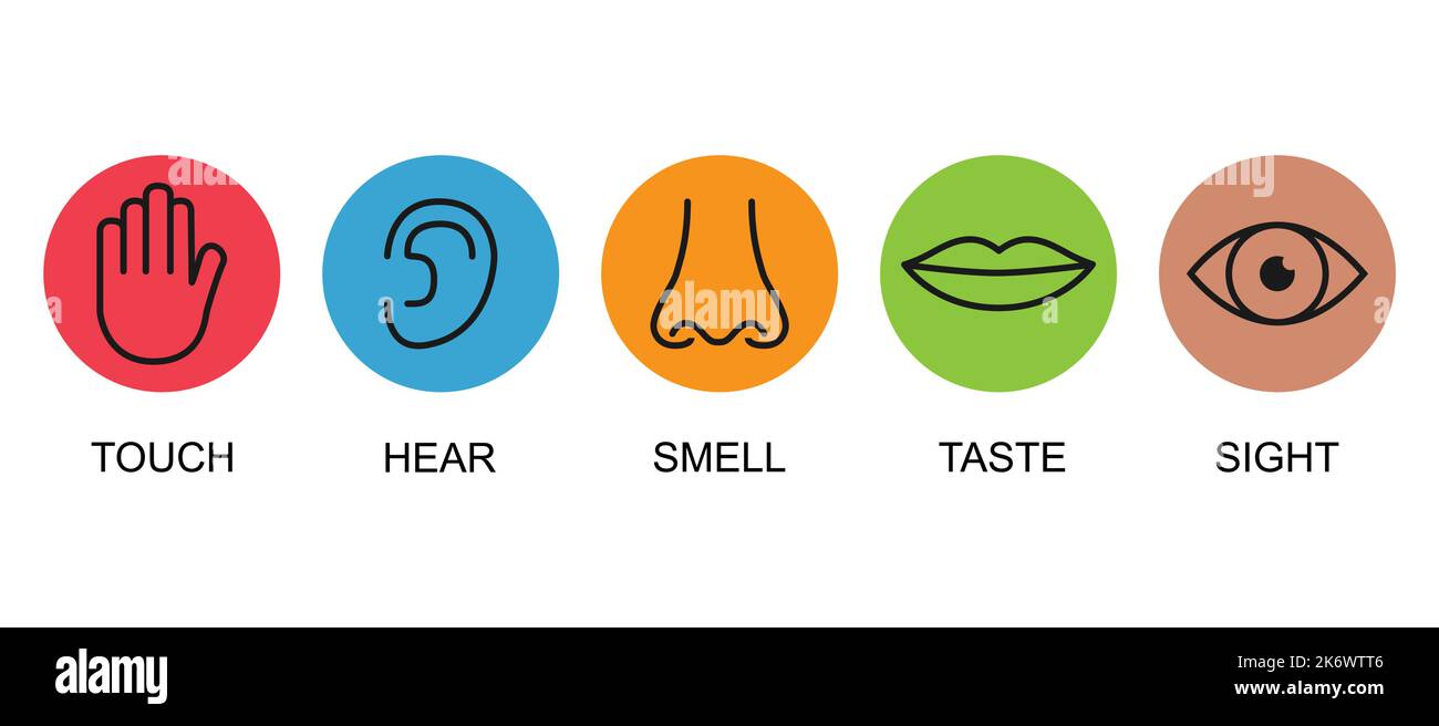 Five senses Banque d'images détourées - Alamy
