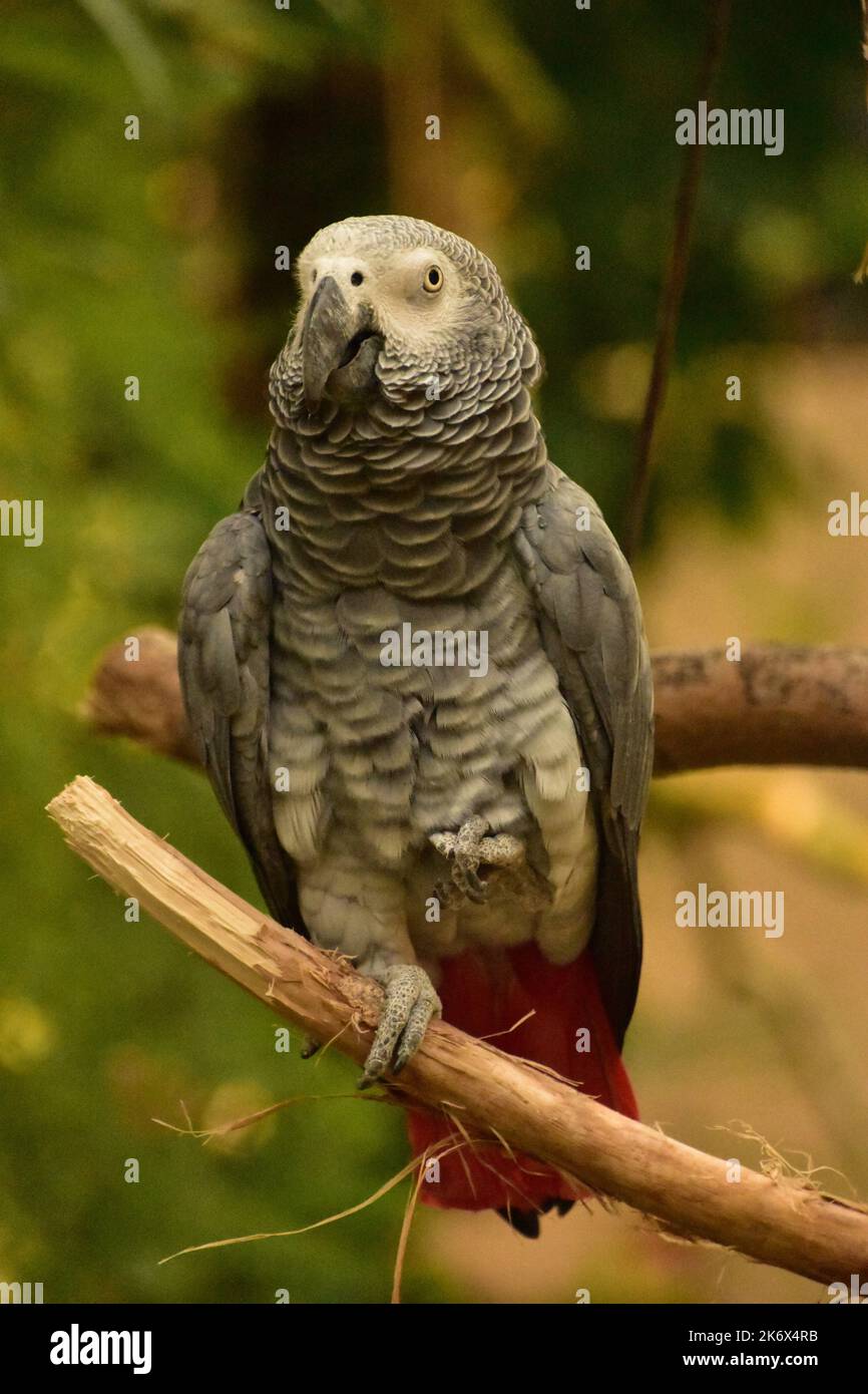 Amazon grey parrot Banque de photographies et d’images à haute ...