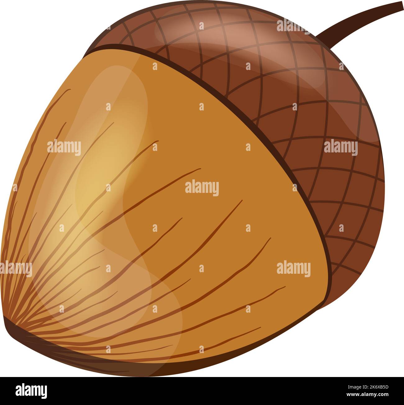 Illustration vectorielle isolée de dessin animé Acorn sur fond blanc ...