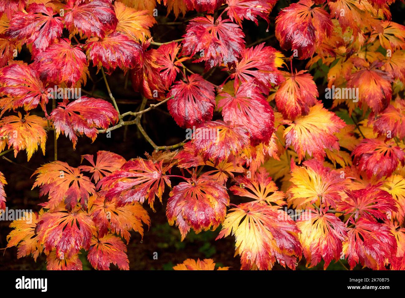 Acer japonicum 'Aconitifolium', érable pleine lune, feuilles rouges d ...