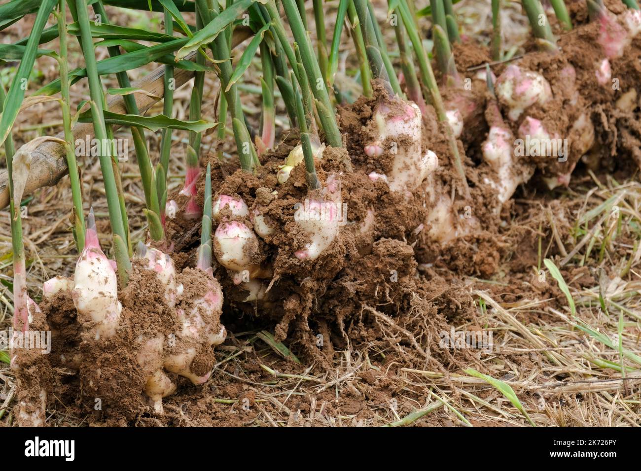 Récoltez la racine de gingembre des fermes biologiques. Le gingembre ...