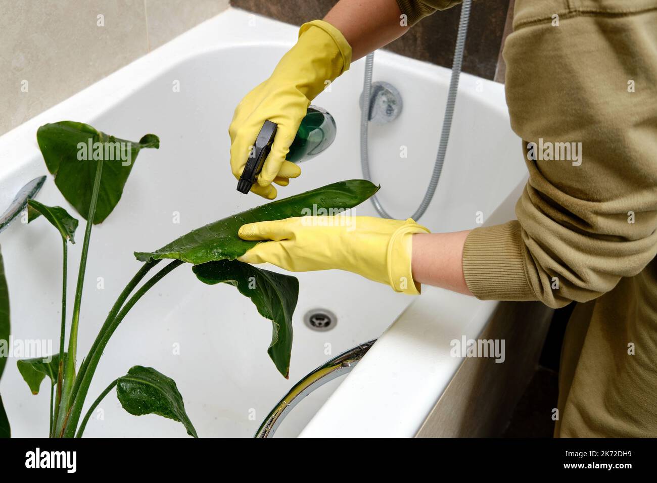 Pulvérisation de plantes à partir d'un pistolet dans une salle de bains ...