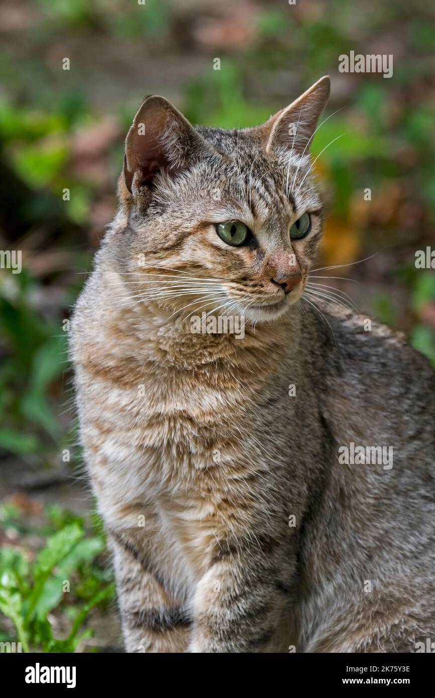 Chat sauvage d'Arabie / chat sauvage de Gordon (Felis lybica lybica ...