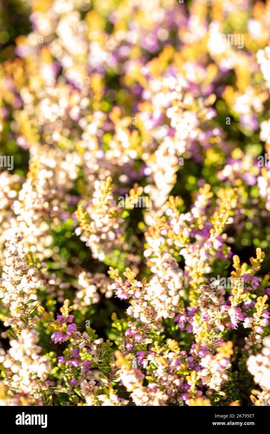 Calluna vulgaris amanda wain Banque de photographies et d’images à ...