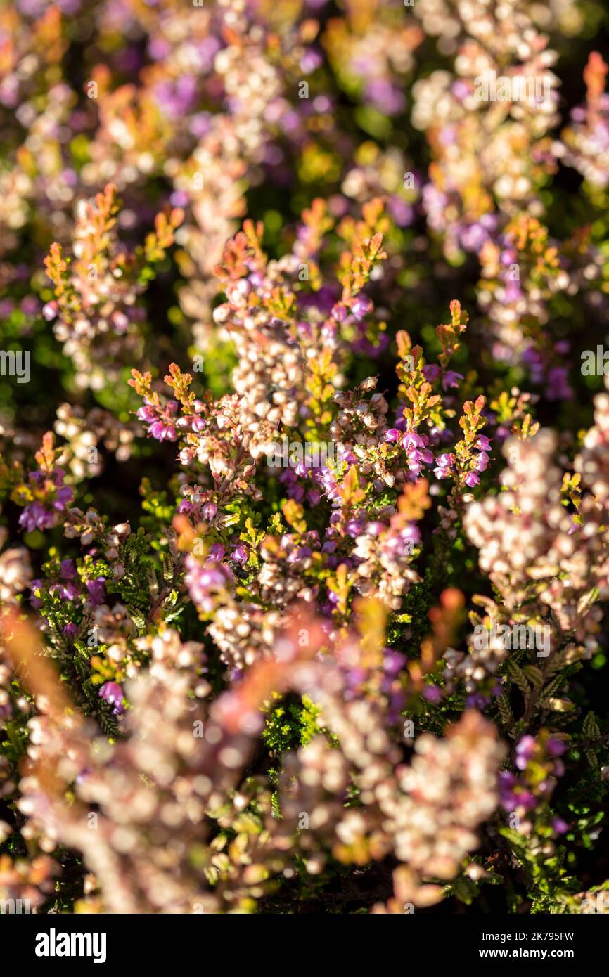 Calluna vulgaris amanda wain Banque de photographies et d’images à ...
