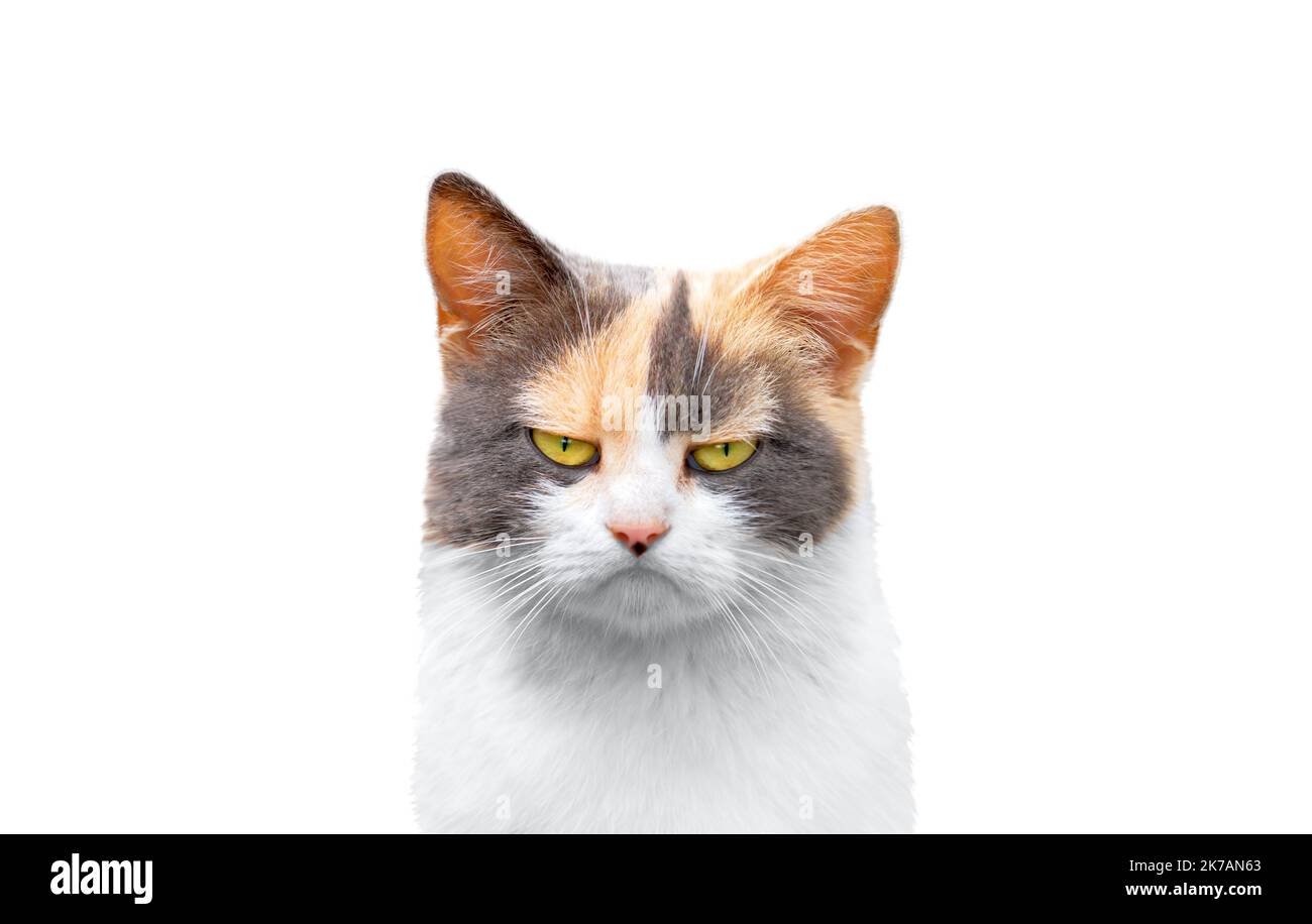 Chat regard triste Banque de photographies et d’images à haute ...