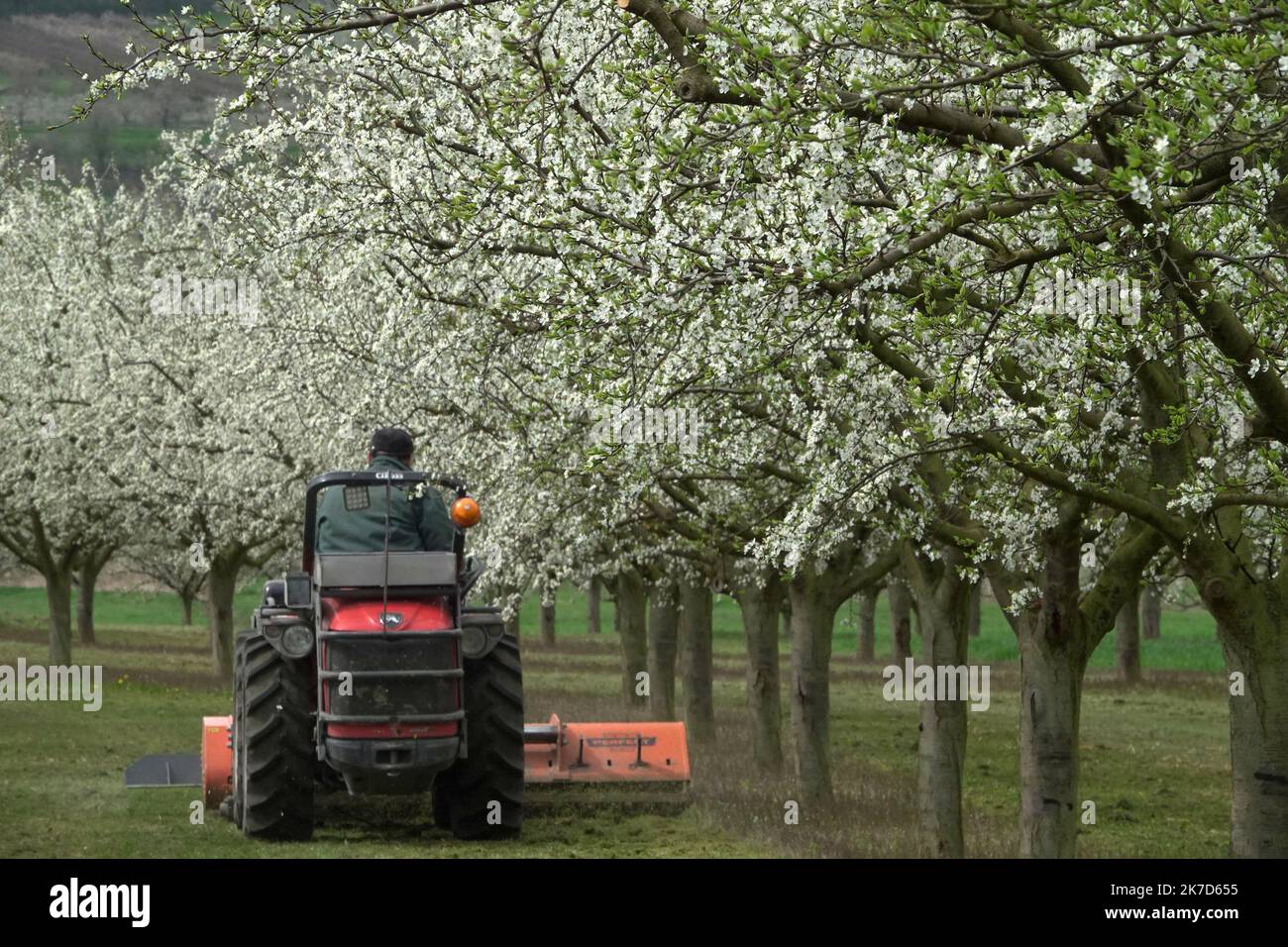 Les arbres fruitiers Banque de photographies et d’images à haute ...