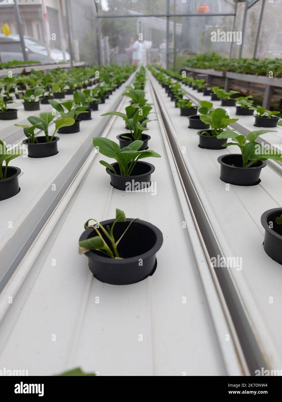 Mise au point sélective de la laitue hydroponique sur fond flou. Son nom scientifique est ...