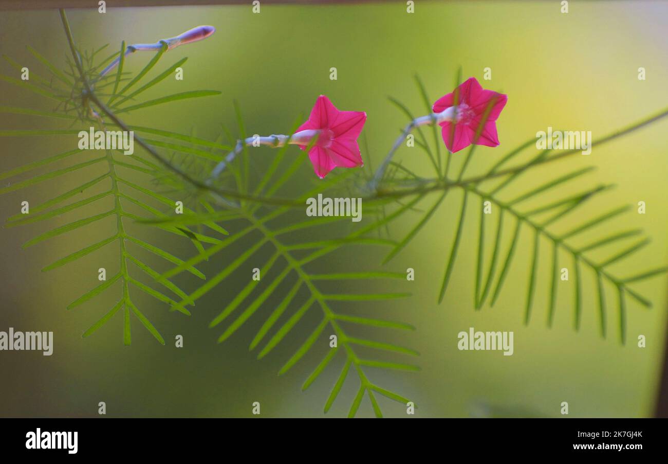 Cypress vine Banque de photographies et d’images à haute résolution - Alamy