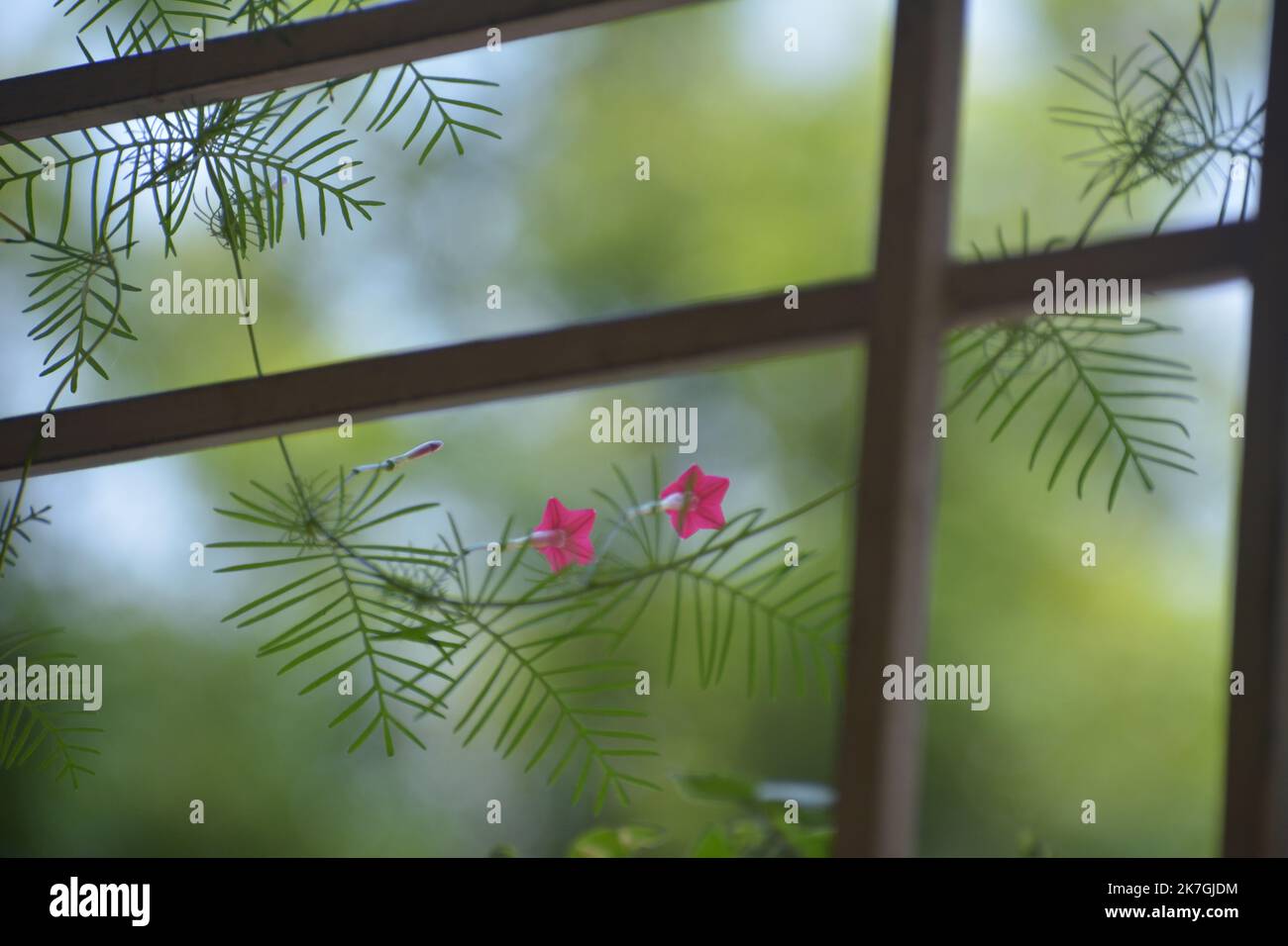 Cypress vine Banque de photographies et d’images à haute résolution - Alamy
