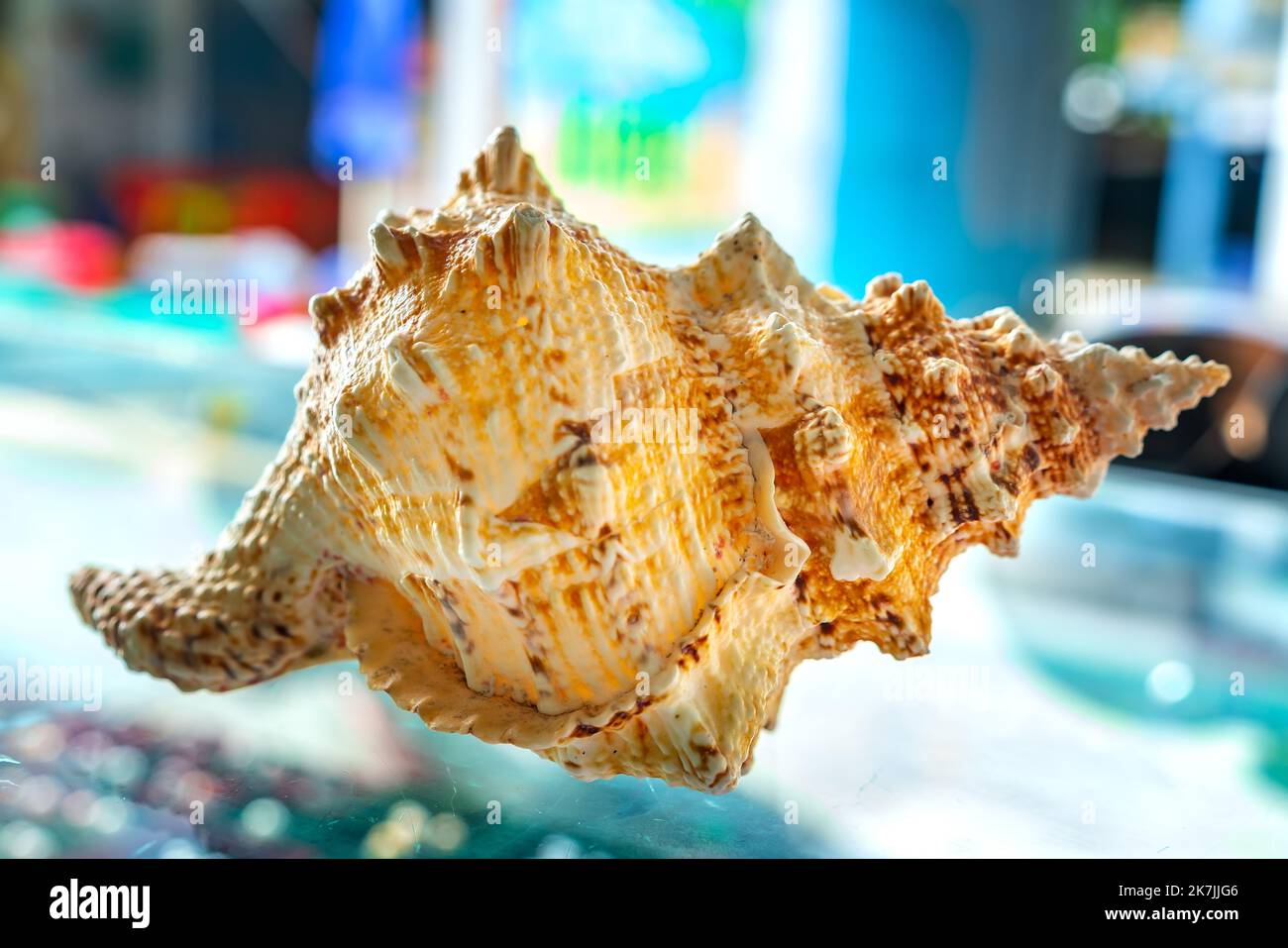 Une seule coquille d'escargot marin exposée sur le marché des souvenirs ...