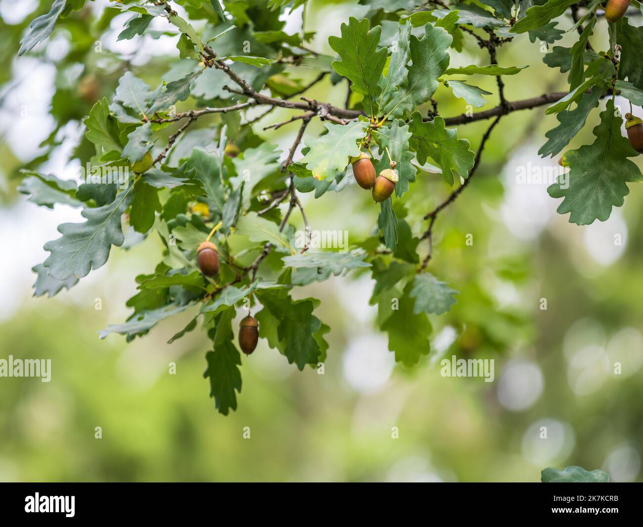 Glands bruns sur une branche de chêne dans une forêt. Gros plan fruits ...