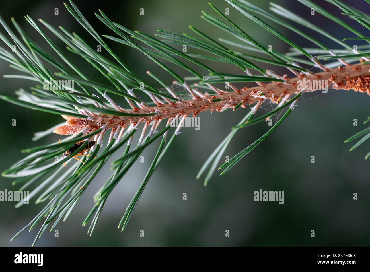 Maladies des conifères - parasites de la scléroderriose du bois de pin ...
