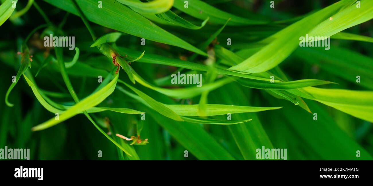 Nature background wallpaper green environment Banque de photographies ...