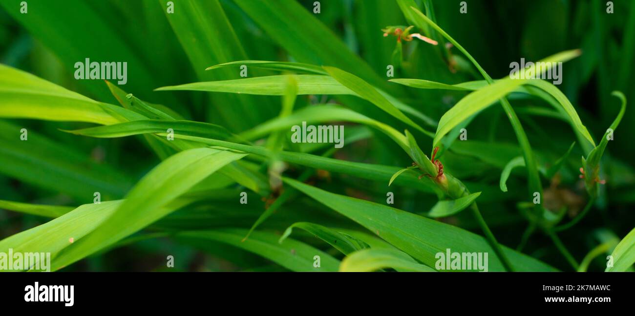 Nature background wallpaper green environment Banque de photographies ...