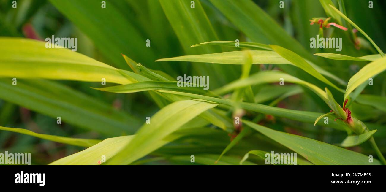 Nature background wallpaper green environment Banque de photographies ...