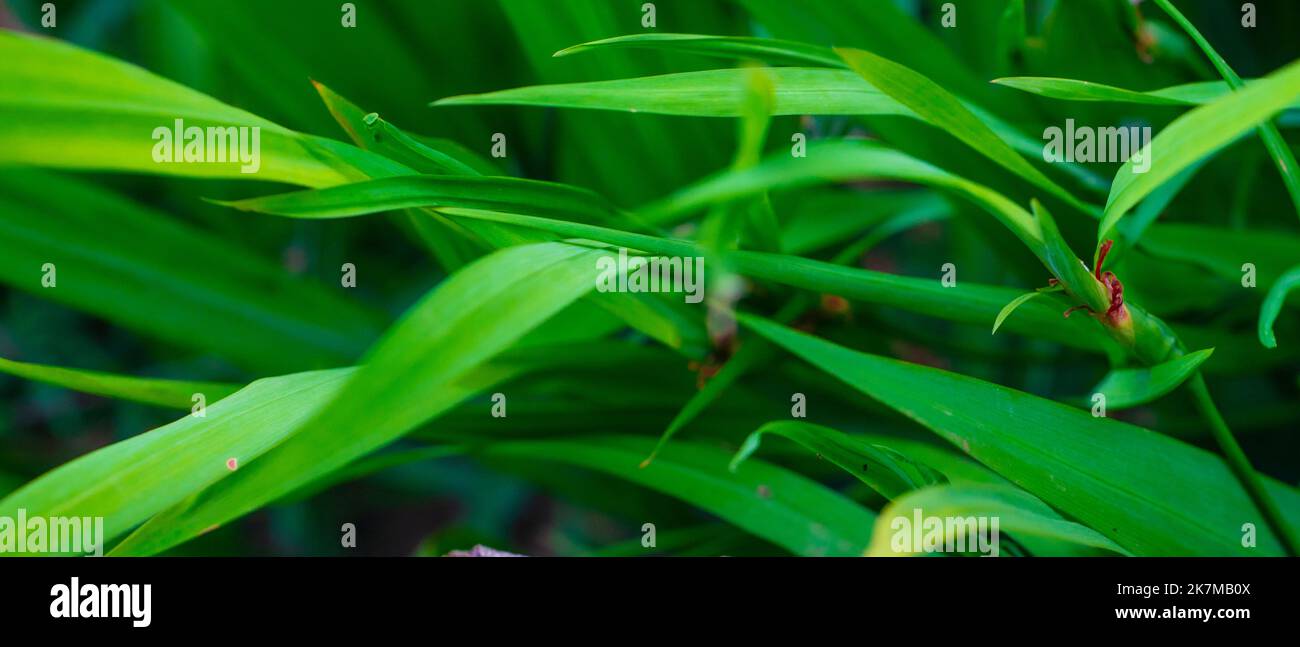 Nature background wallpaper green environment Banque de photographies ...