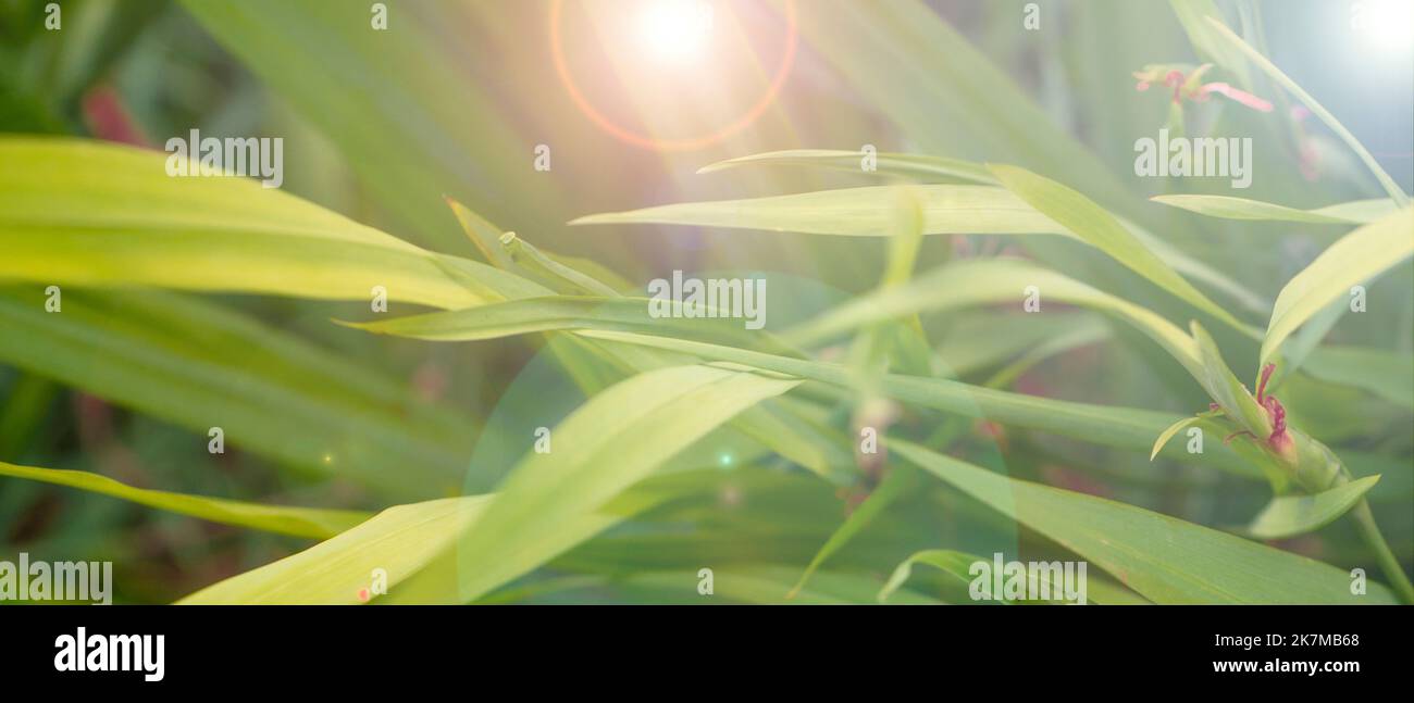 Nature background wallpaper green environment Banque de photographies ...