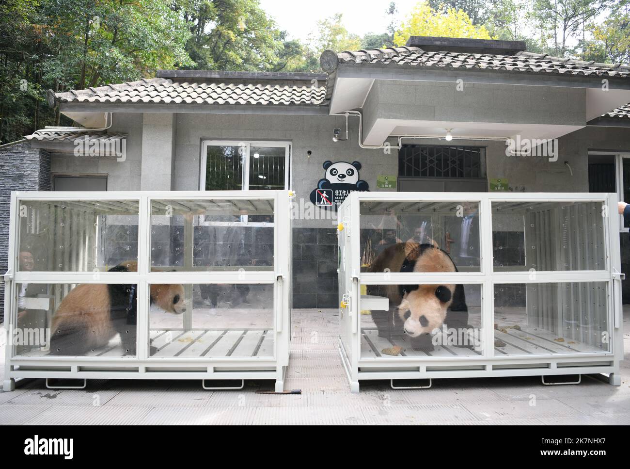 Chengdu, Sichuan, Chine . 18th octobre 2022. Les pandas géants si Hai ...