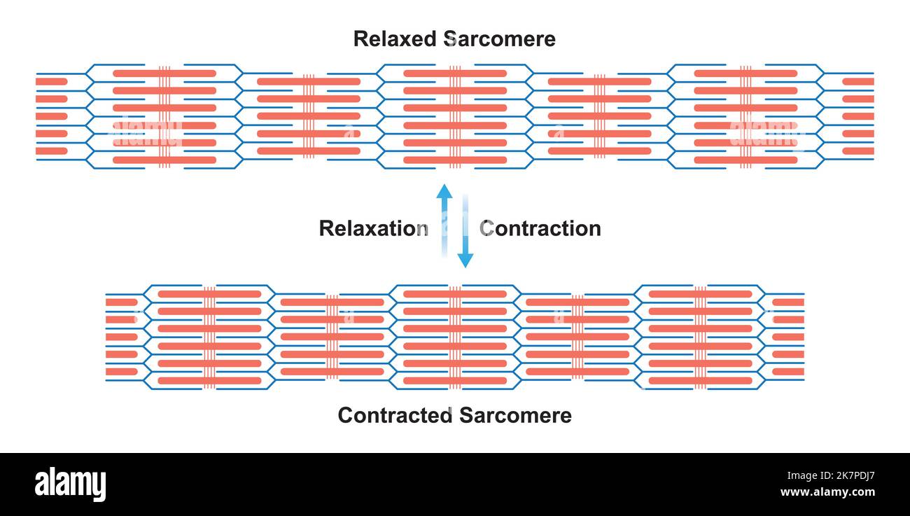 Mecanisme de la contraction musculaire Banque de photographies et d ...