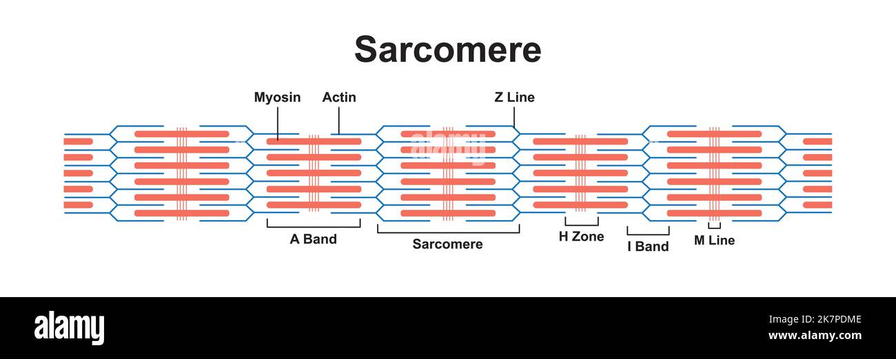Conception scientifique de sarcomère. Unité structurelle et ...
