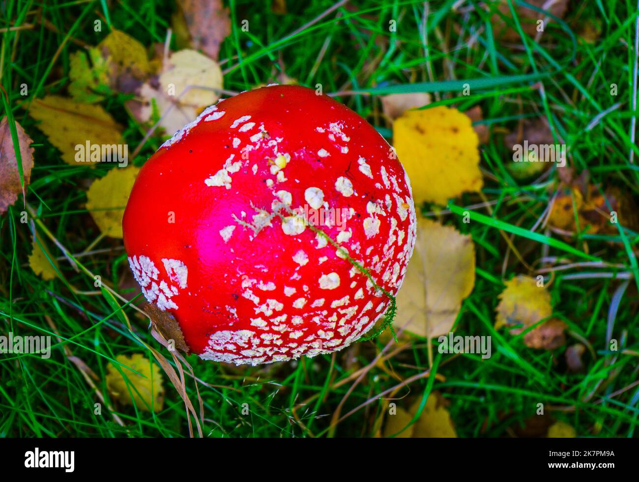 Champignons rouges avec des taches blanches Banque de photographies et ...