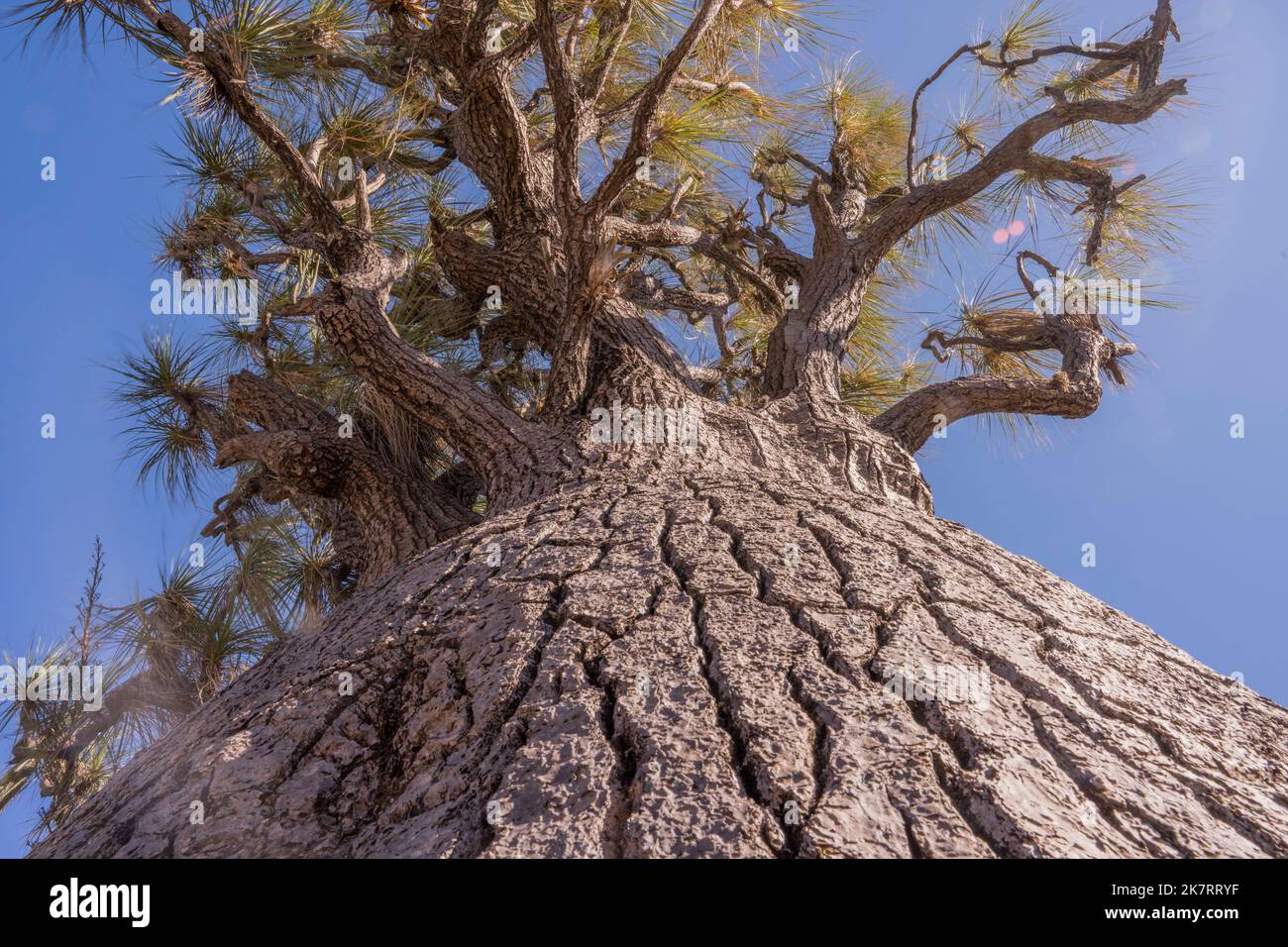 Gros plan du tronc d'une Beaucarnea recurvata, de l'arbre de pied des ...