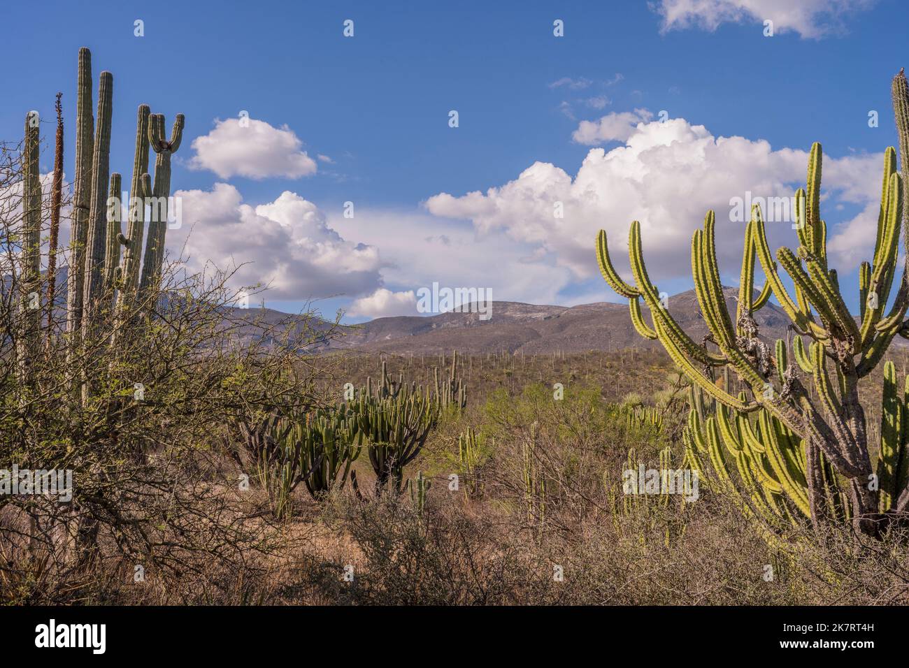 Paysage avec cactus, y compris Myrtillocactus geometrizans (Garambullo ...