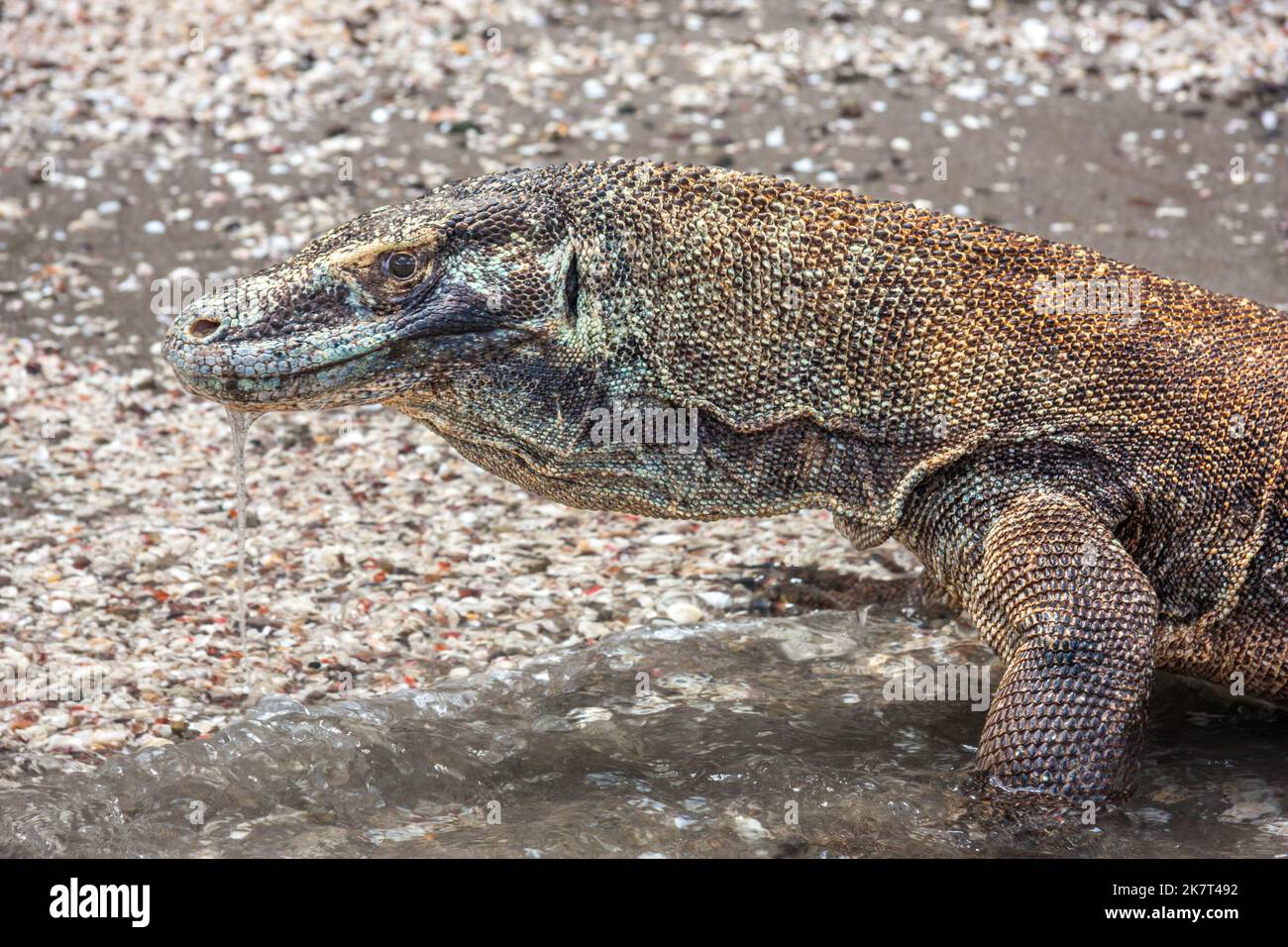 Monitor lizard bali Banque de photographies et d’images à haute ...