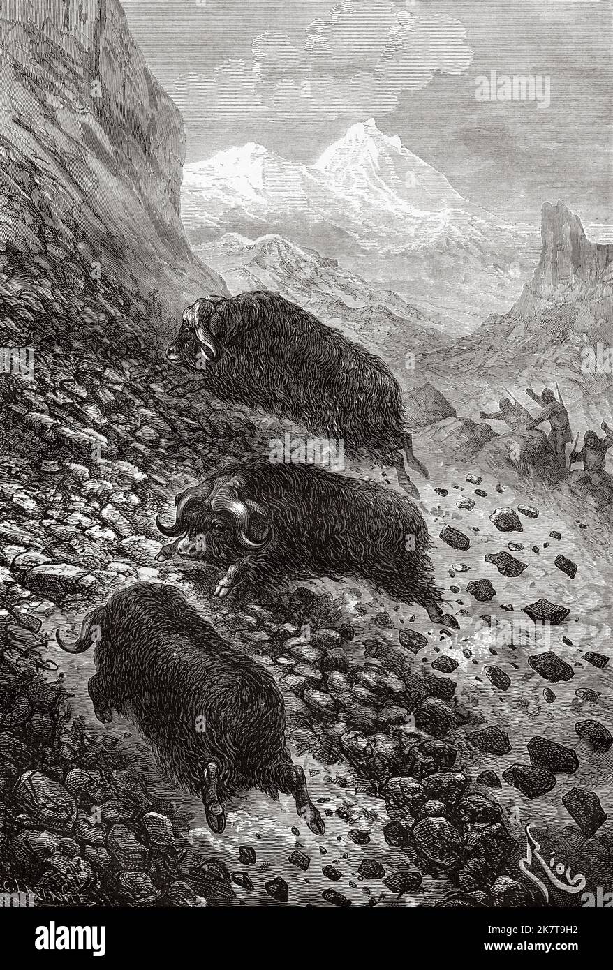 Chasse au boeuf musqué (Ovibos moschatus) mammifère arctique de la ...