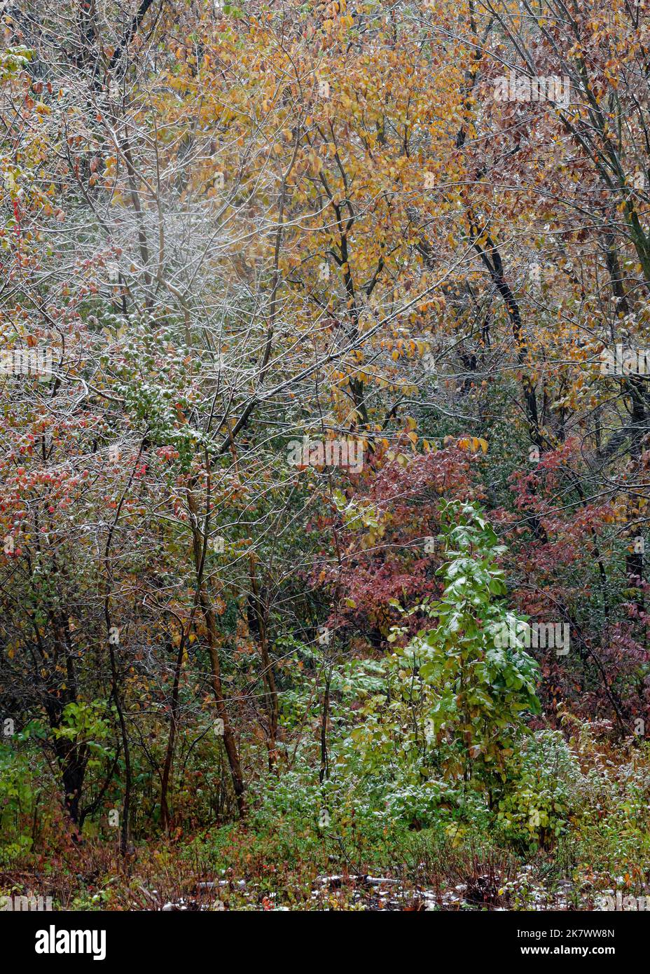 Une rare tempête de neige d'octobre peint un peu de blanc sur les ...